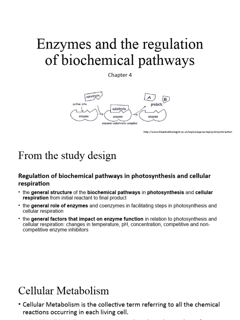 4.0 CHPT 4 - Enzymes and The Regulation of Biochemical Pathways | PDF ...