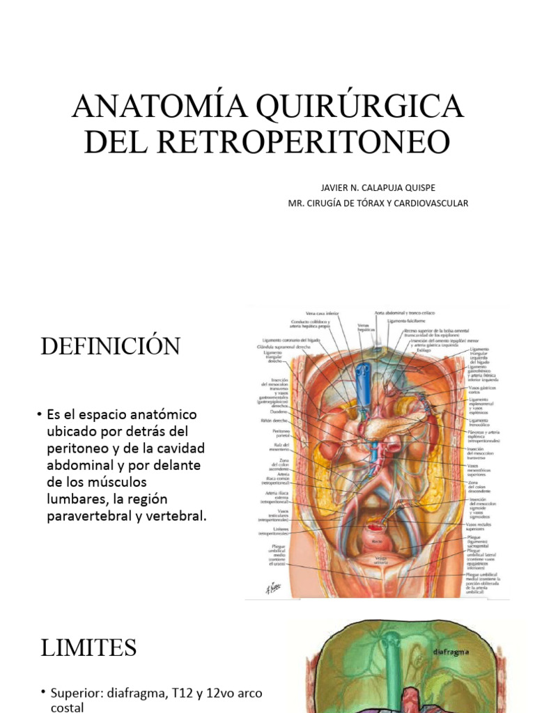Anatomía Del Retroperitoneo Ok | PDF | Abdomen | Anatomía