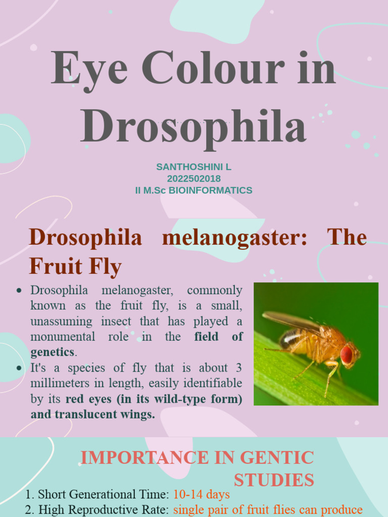 Eye Colour in Drosophila Seminar | PDF | Dominance (Genetics) | Genetics