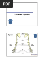 Músculos Del Torso | PDF | Sistema musculoesquelético | Anatomía humana