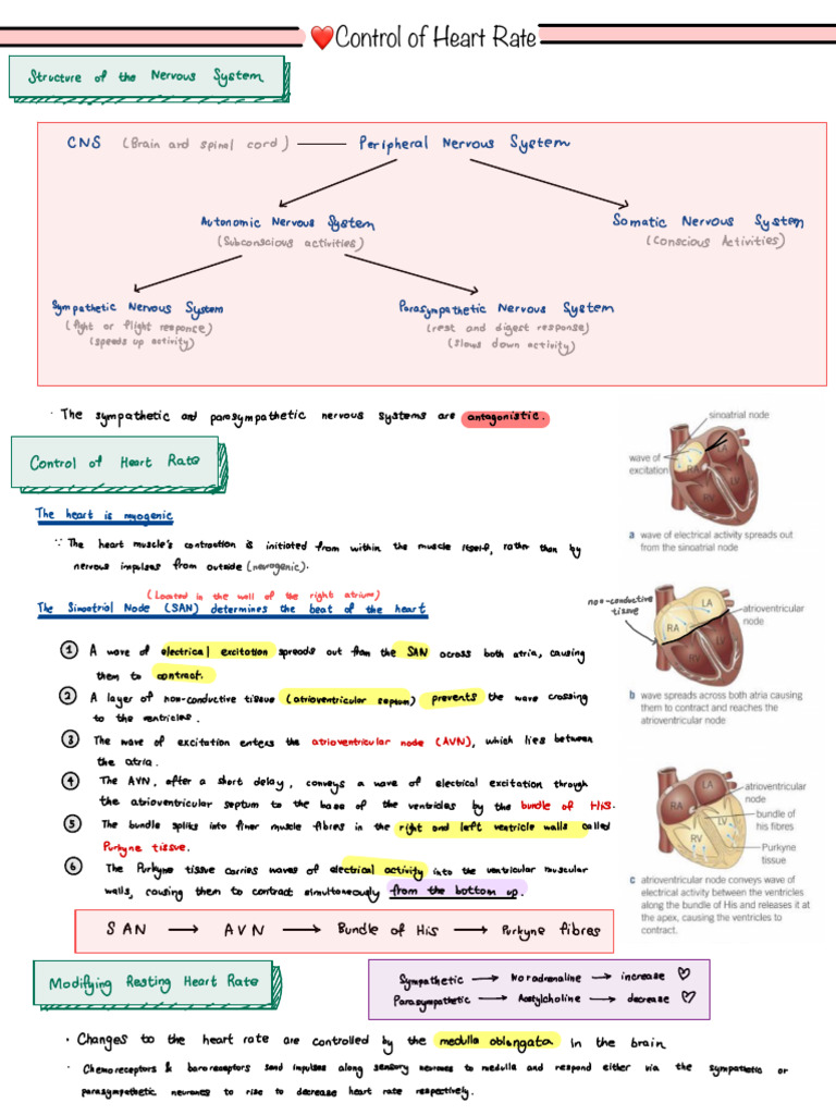 Control of Heart Rate - FactRecall | PDF | Heart | Nervous System