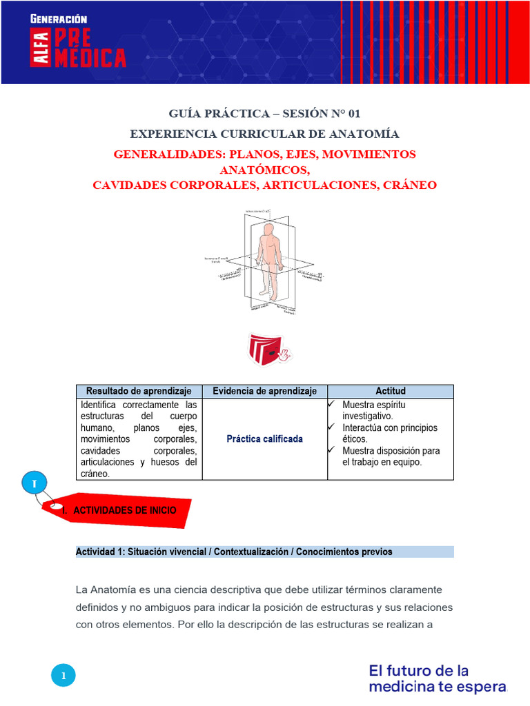 Guía Práctica Anato Alfa | PDF | Articulación | Tórax