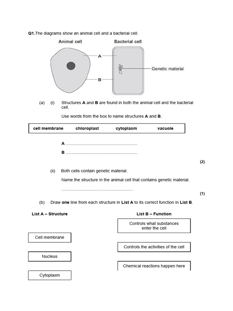 B1.1 - Animal and Plant Cell Questions | PDF | Cell (Biology) | Cytoplasm
