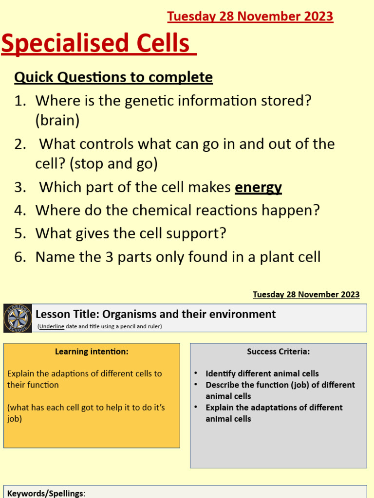 B1.3 Specialised Cells | PDF | Cell (Biology) | Root