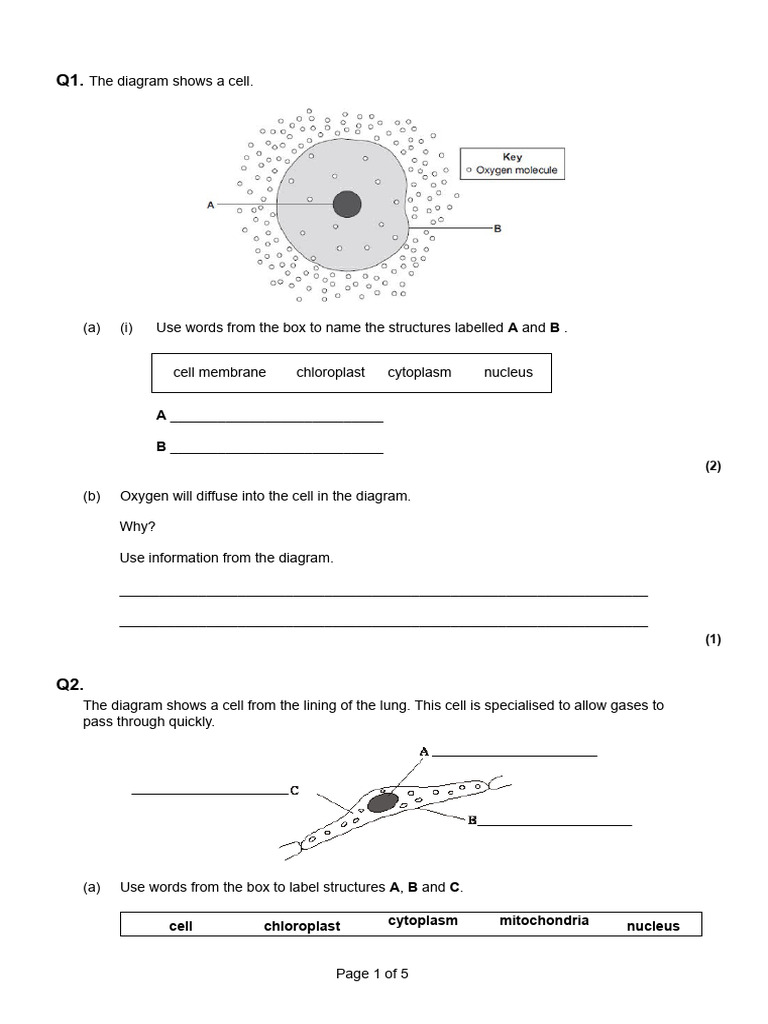 Cells and Diffusion Exam Questions | PDF | Cell (Biology) | Chloroplast