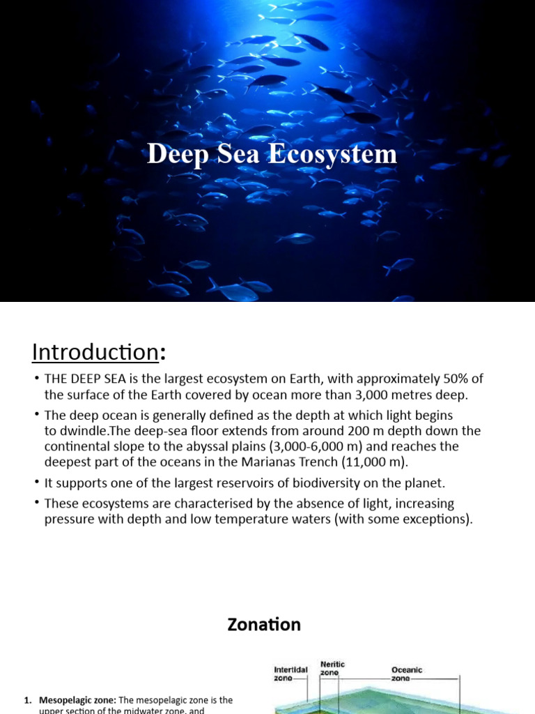 Deep Sea Ecosystem | PDF | Deep Sea | Sea