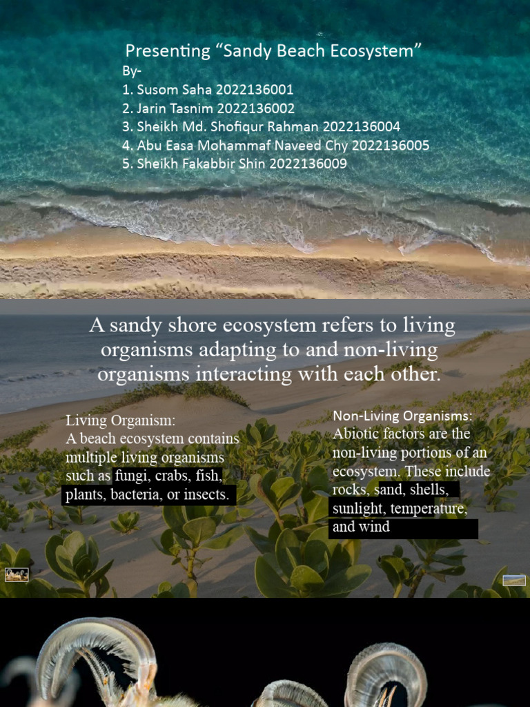 Presenting "Sandy Beach Ecosystem" | PDF