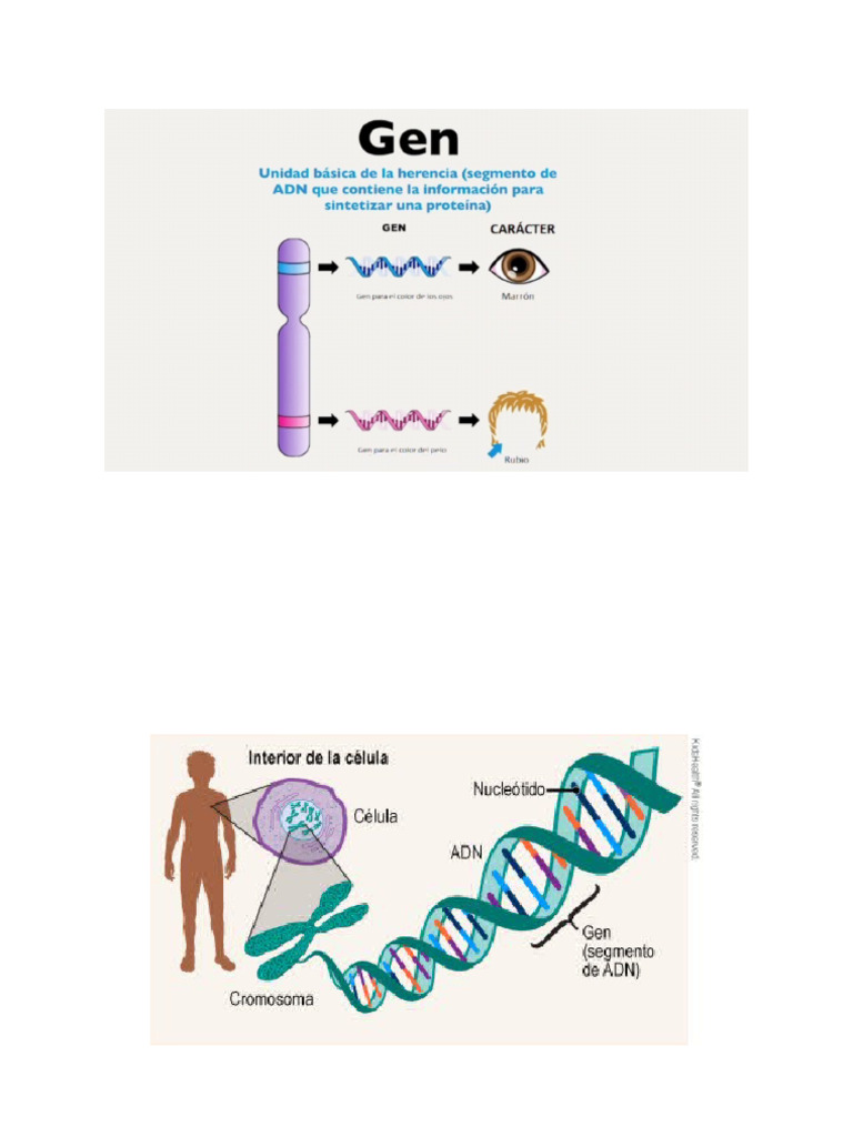 Gen Imagen | PDF