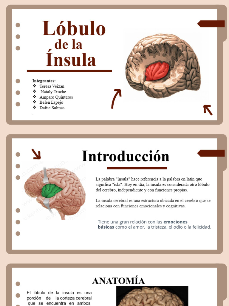 Lobulo de La Insula | PDF | Corteza Insular | Lóbulo temporal