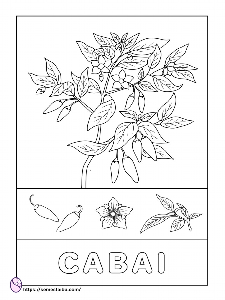 Gambar Mewarnai - Tanaman - Cabai | PDF