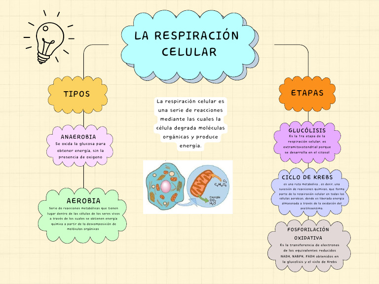 La Respiración Celular - 20231109 - 155736 - 0000 | PDF | Respiración celular | Dieta y nutrición
