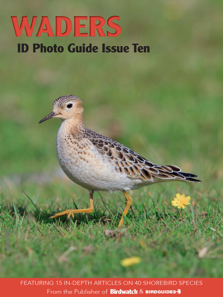 Bird ID Photo Guide - Waders, Issue 10, 2023 | PDF | Ornithology | Birds