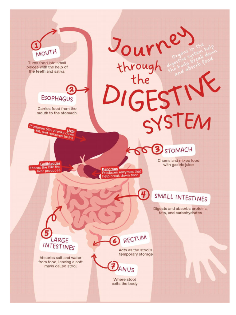 Digestive System Poster | PDF