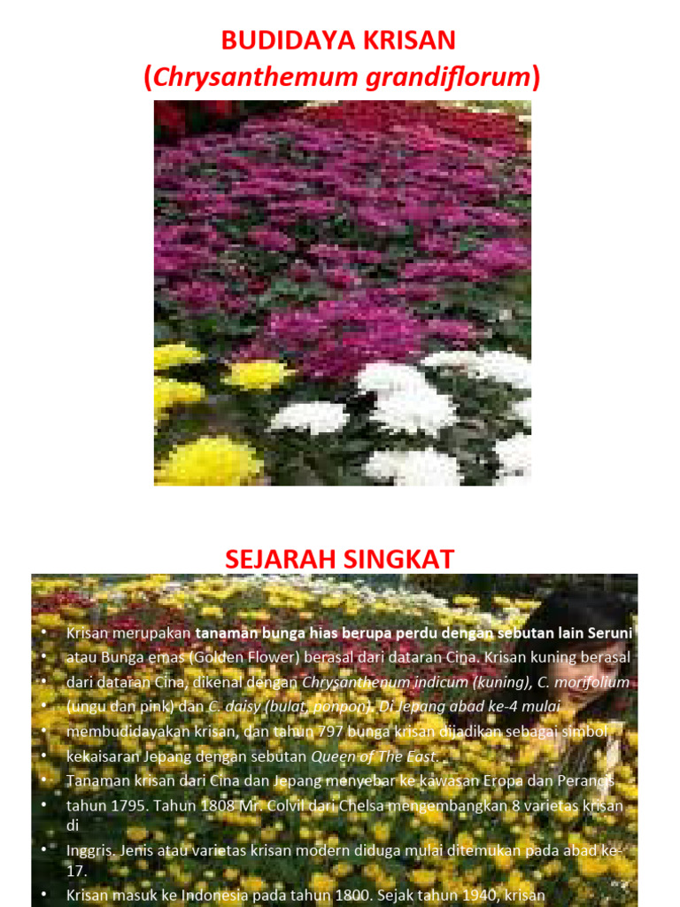 Budidaya Krisan | PDF