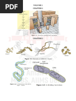 Ploidy Chart for Flowering Plant Reproduction | PDF