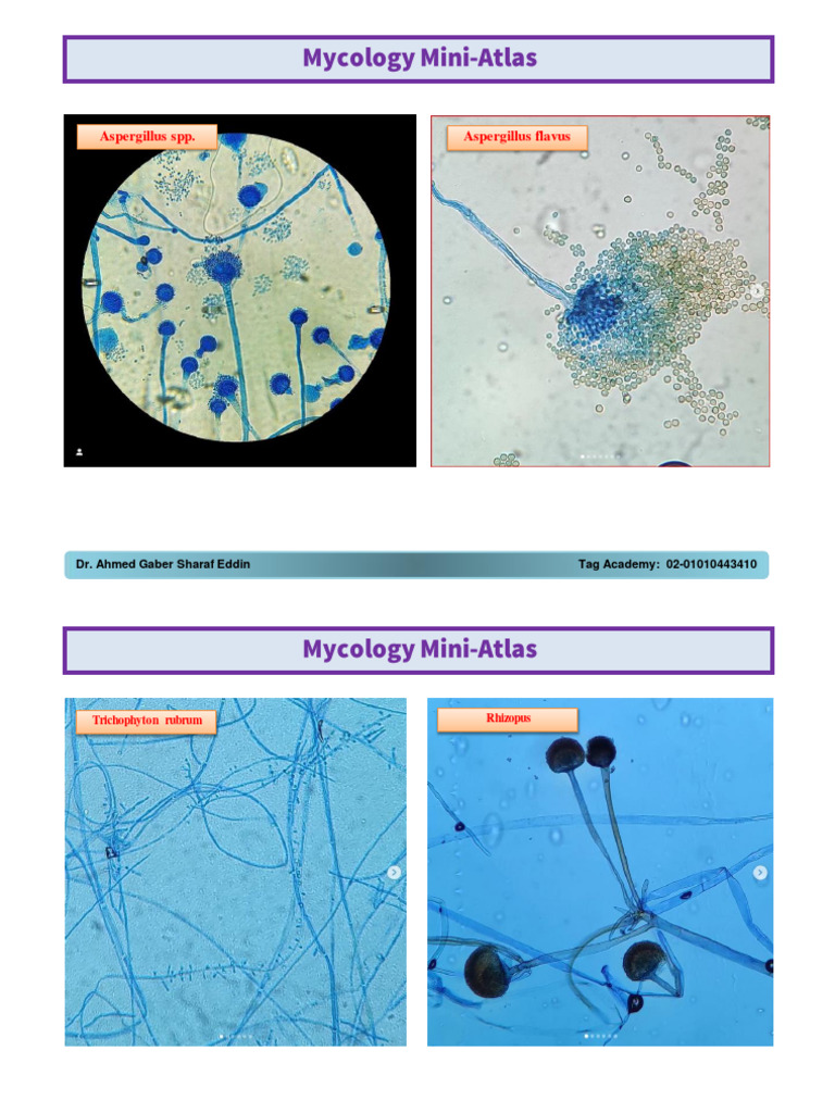 Mycology Mini-Atlas | PDF