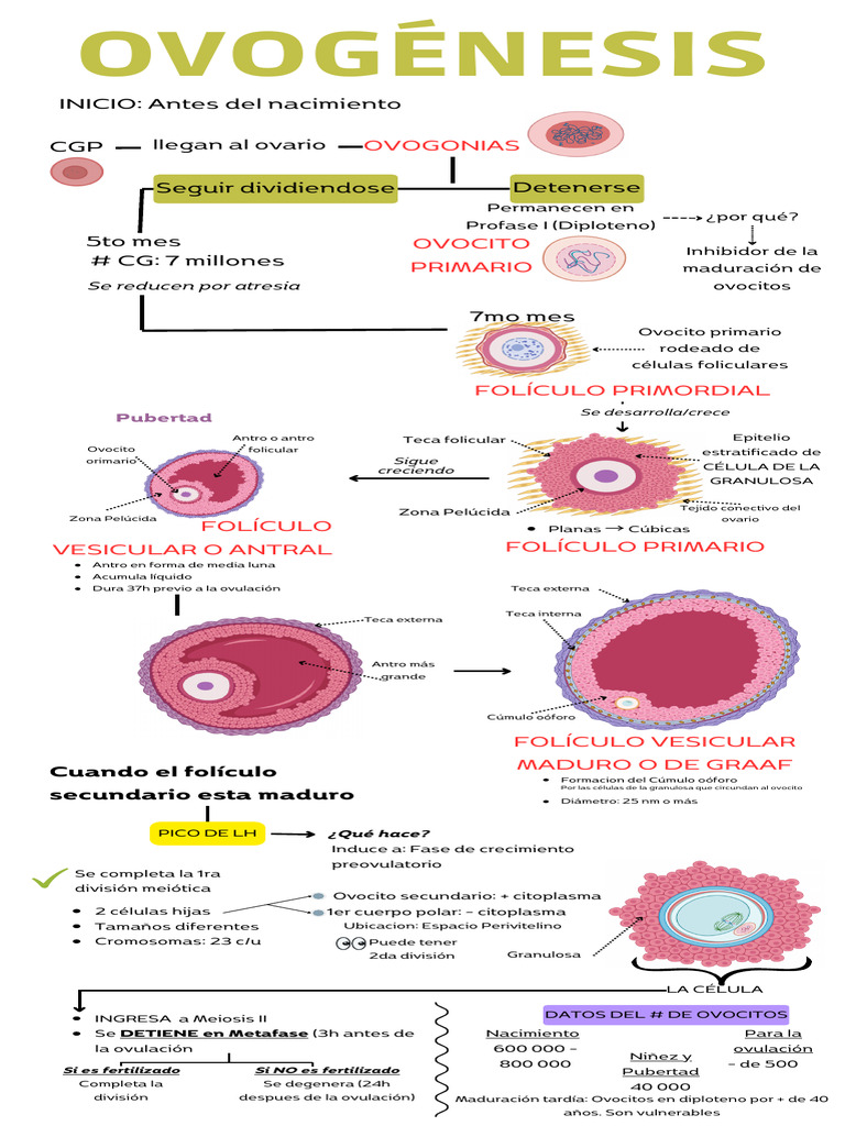 Resumen Ovogenesis | PDF | Reproducción | Sistema reproductivo