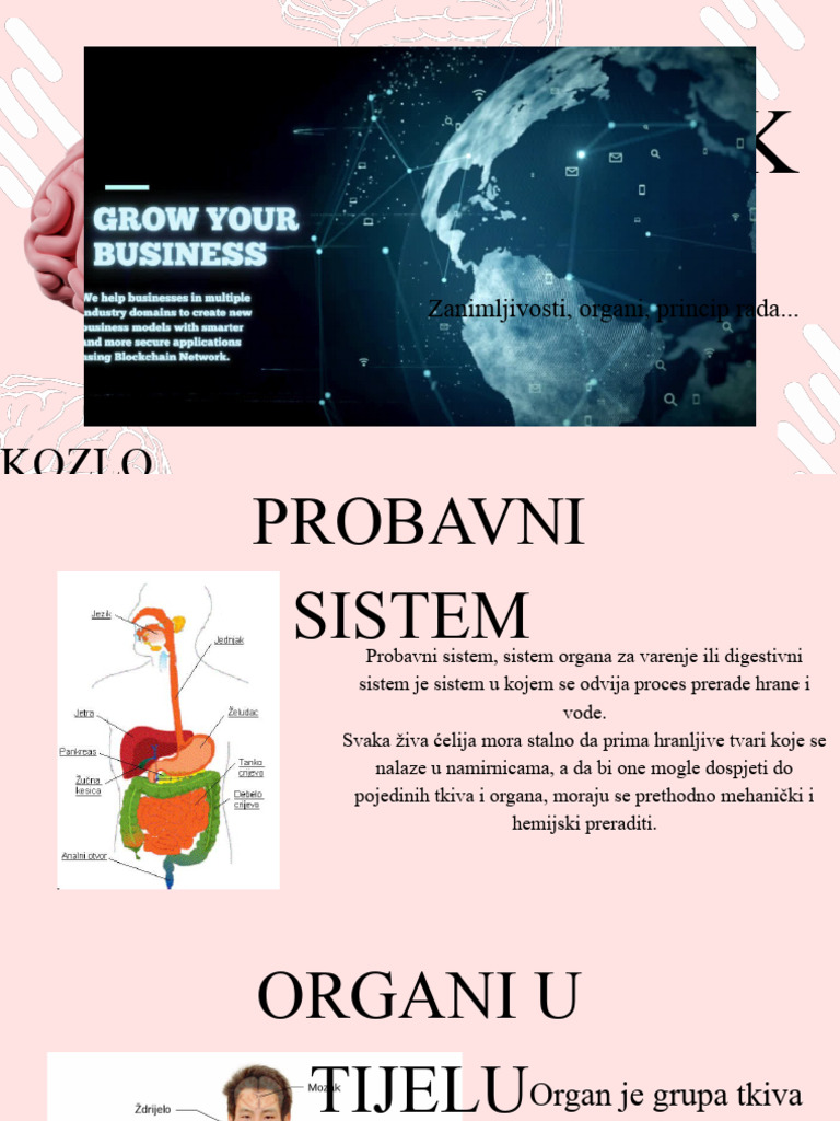 Covjek, Organi, Probavni Sistem, Princip Rada | PDF