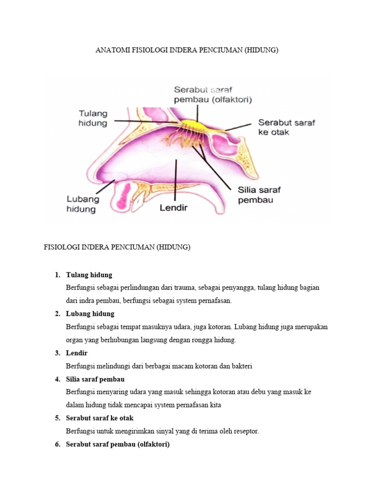 Anatomi Fisiologi Indera Penciuman Dan Pendengaran | PDF | Kajian Bahasa Asing