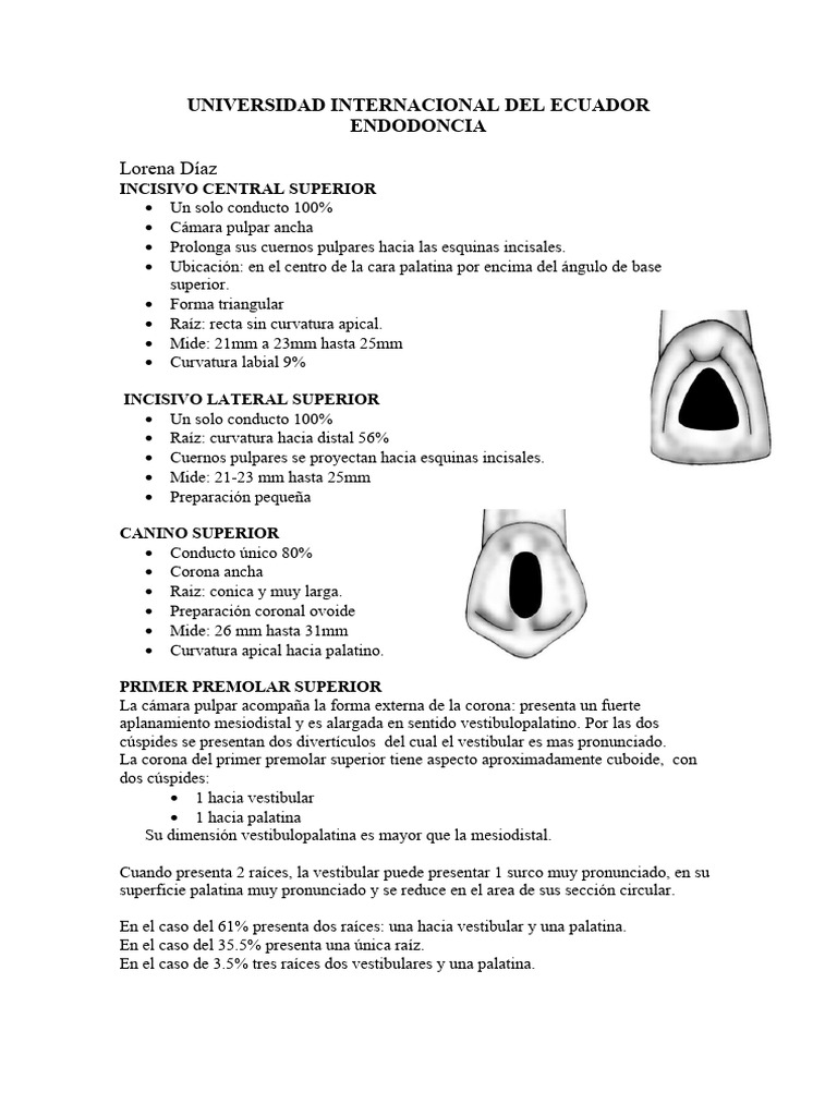 Anatomia Radicular Endo | PDF | Odontología | Boca