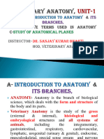 Mammalian Heart Dissection Guide | PDF | Heart Valve | Heart