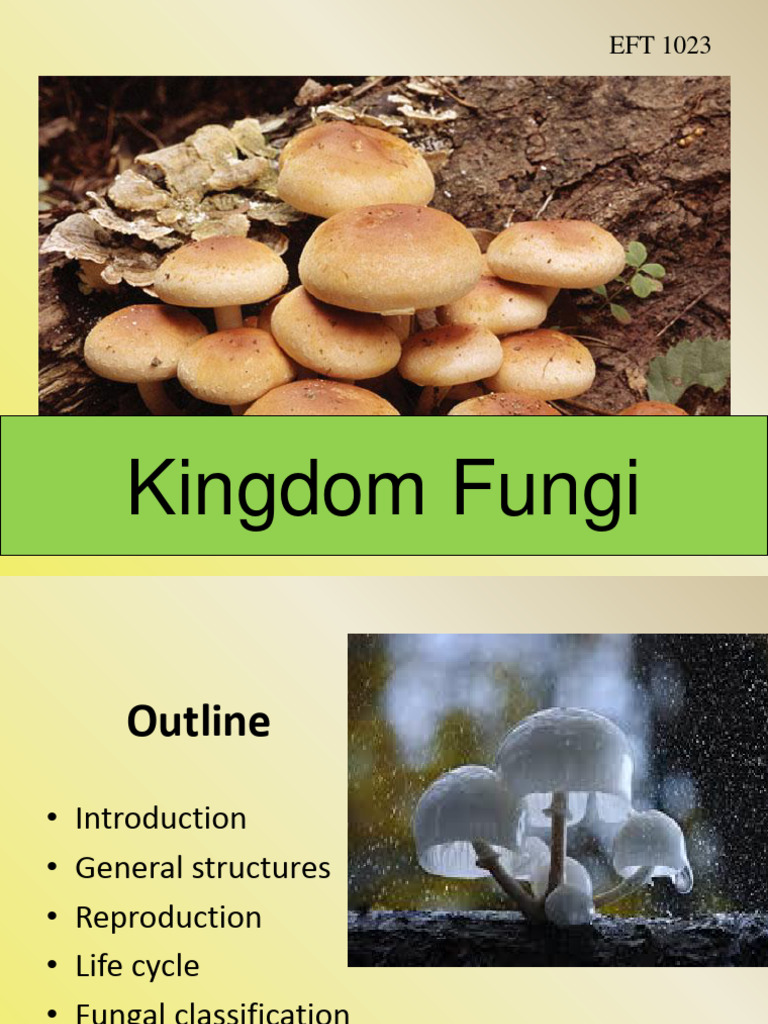 L4 Fungi | PDF | Fungus | Spore