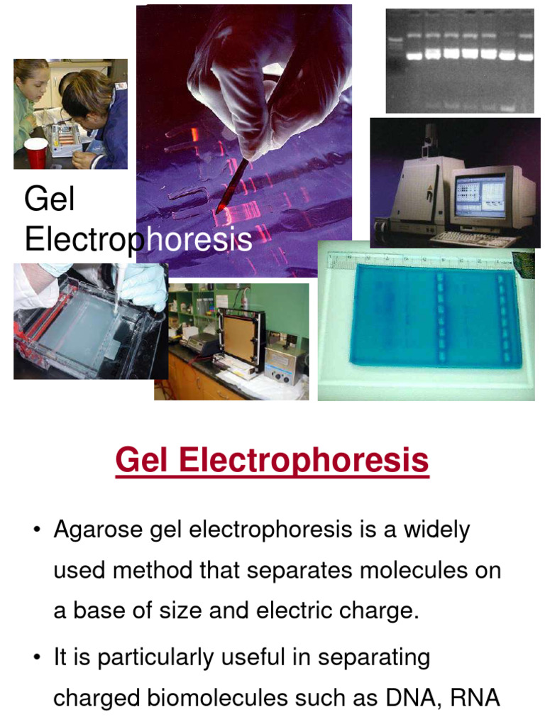 Lab 6 Bio Gel Electrophoresis | PDF
