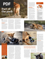 Reading - The Dingo Debate | PDF | Predation | Organisms