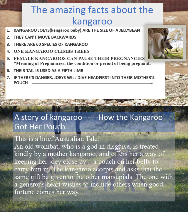 Fascinating Kangaroo Facts and Tale | PDF