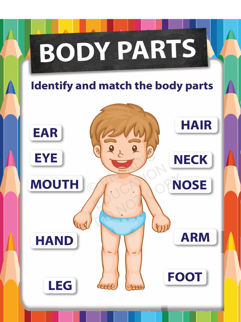 Body Parts | PDF