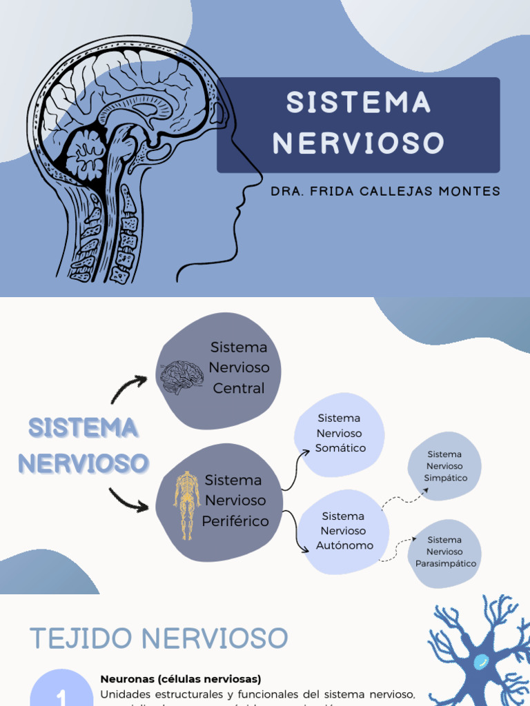 Sistema Nervioso | PDF | Sistema nervioso | Cerebro