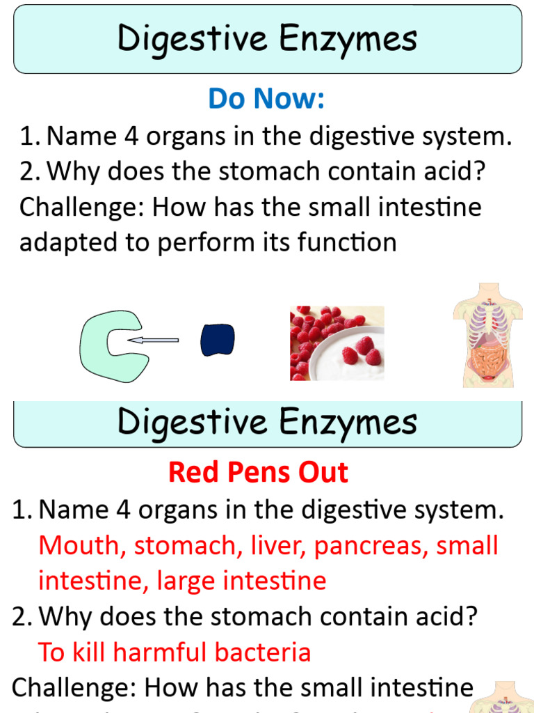 Bacteria Enzymes in Digestion | PDF | Digestion | Gastrointestinal Tract