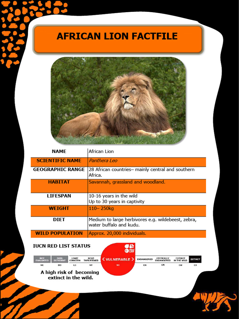 African Lion Factfile | PDF | Lion | Organisms