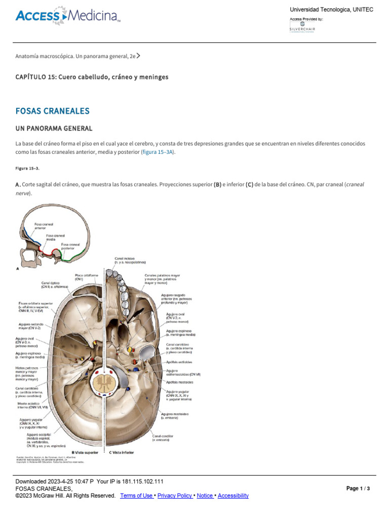 Fosas Craneales: Anatomía y Funciones | PDF | Cráneo | Cabeza y cuello ...