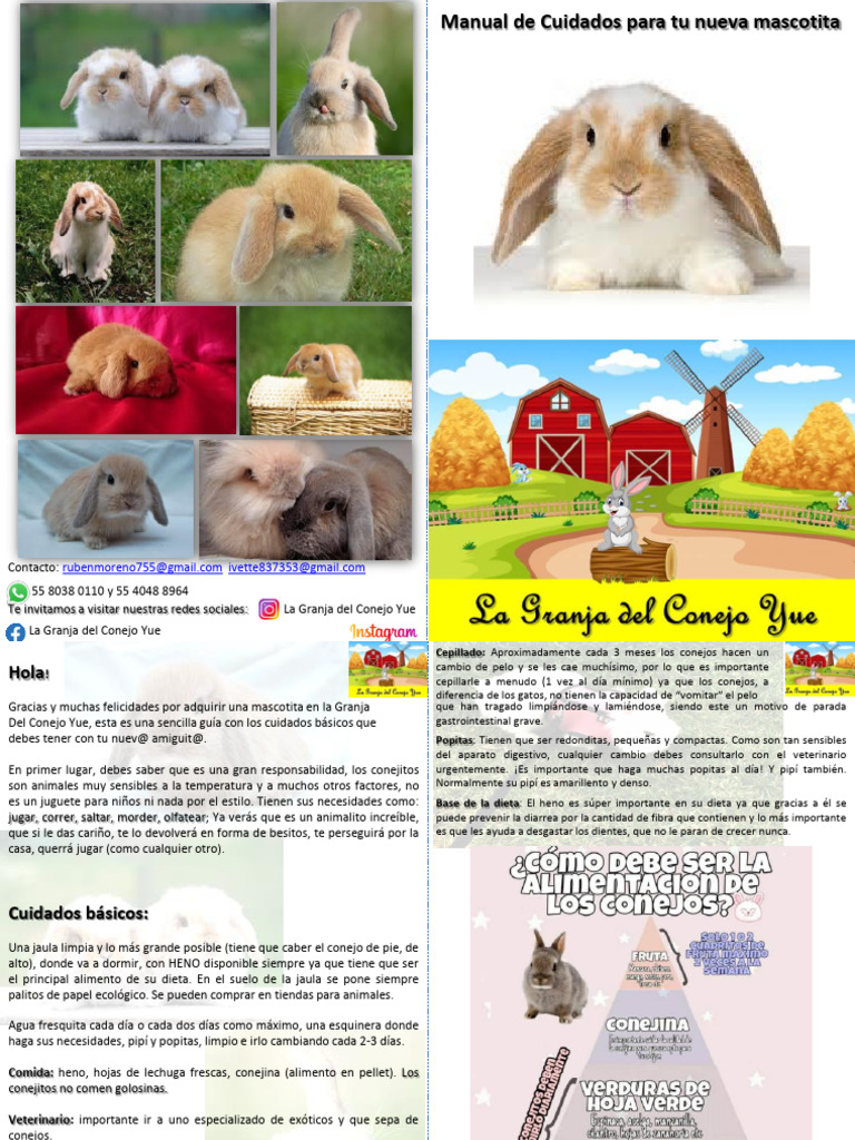 Cuidados para Tu Conejit@ | PDF