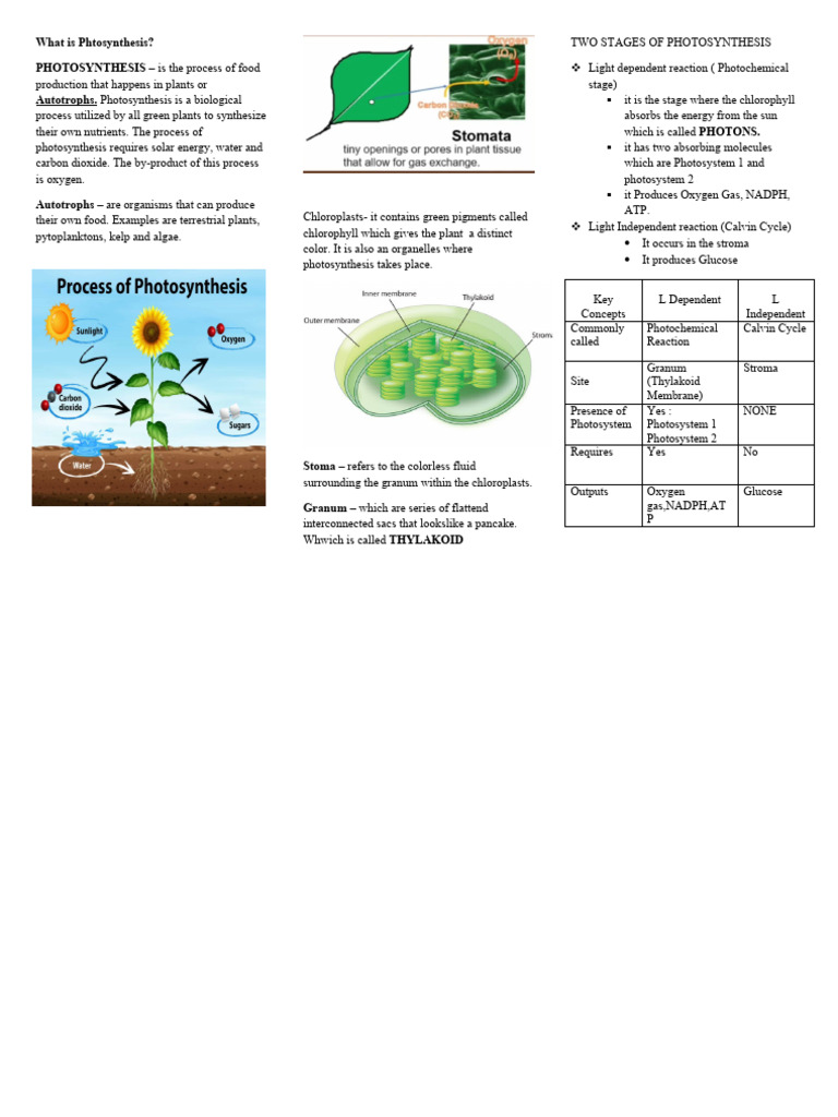 Grade 9 What Is Phtosynthesis | PDF | Photosynthesis | Chloroplast