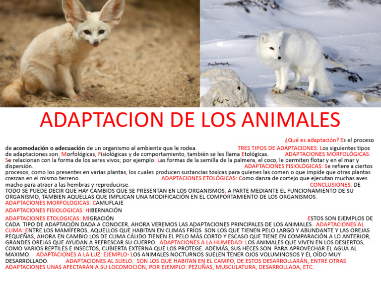 Adaptacion de Los Animales | PDF | Adaptación | Aves