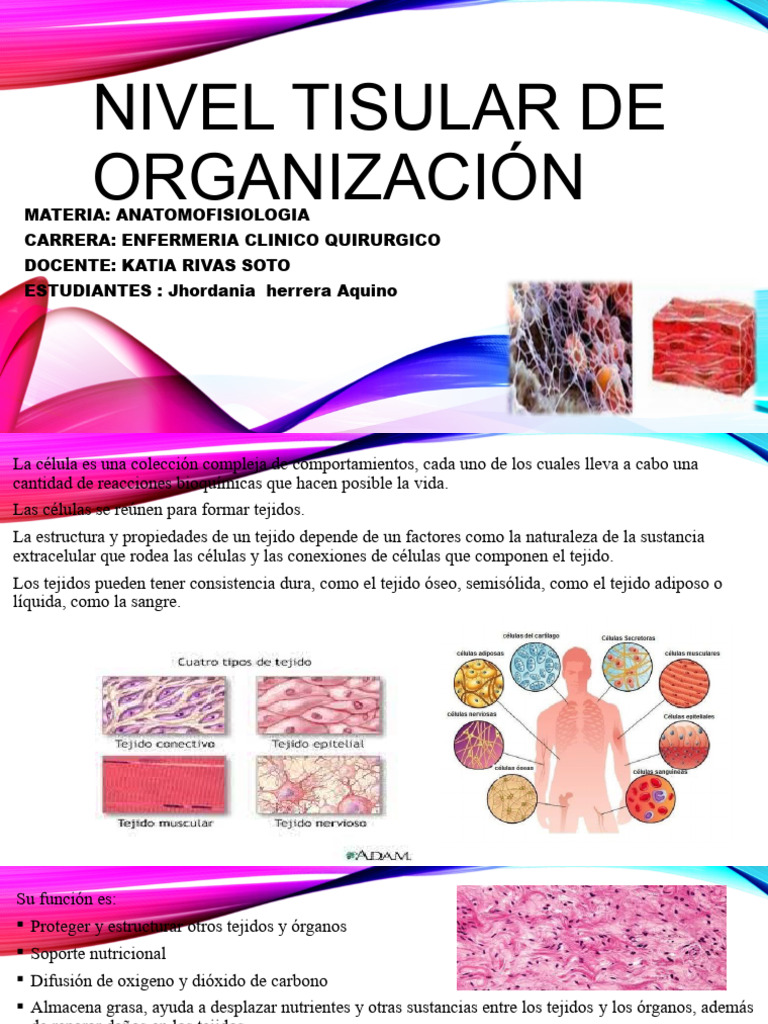 Nivel Tisular de Organización02 | PDF | Epitelio | Sistema nervioso