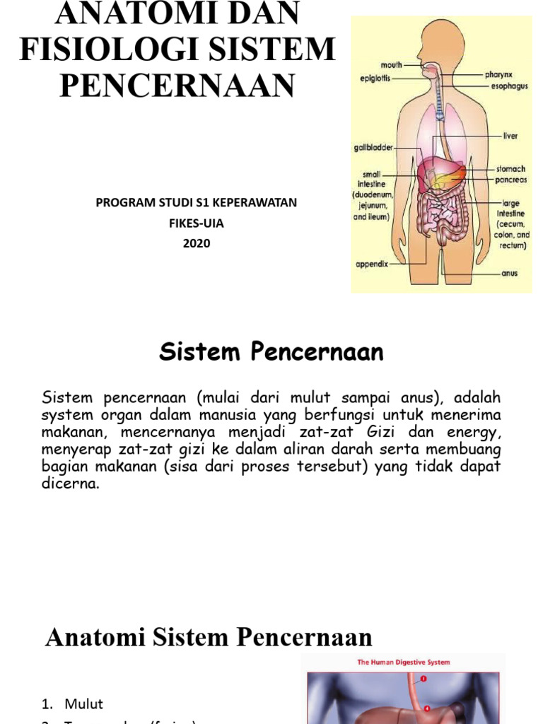 Anatomi Dan Fisiologi Sistem Pencernaan | PDF