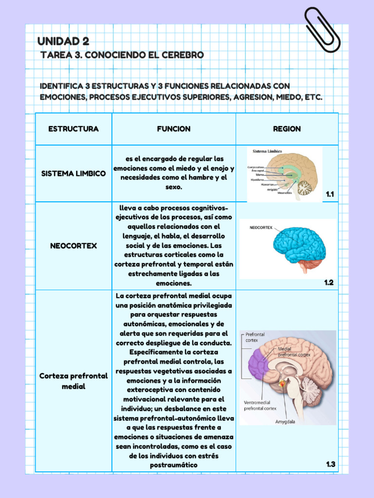 Conociendo El Cerebro Pdf