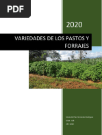Ficha Técnica Del Pasto Guinea (Panicum Máximum Cv. Guinea Común) | PDF
