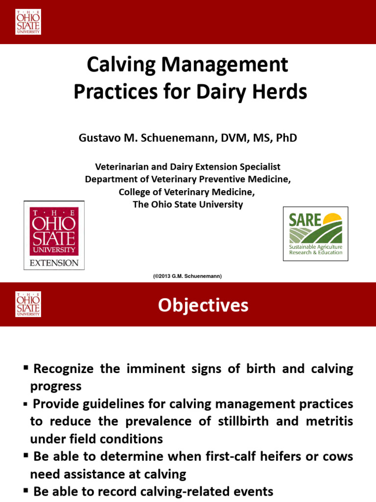 Calving Management Presentation | PDF | Dairy Cattle | Cattle