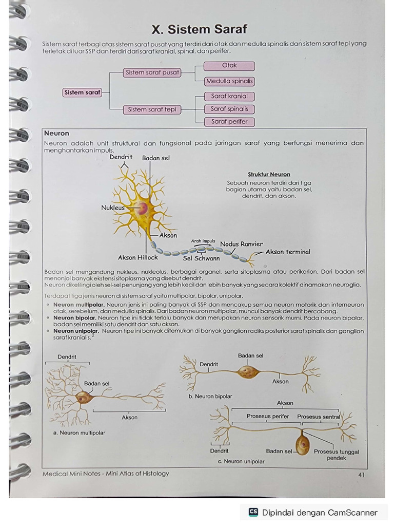 Histology Sistem Saraf | PDF