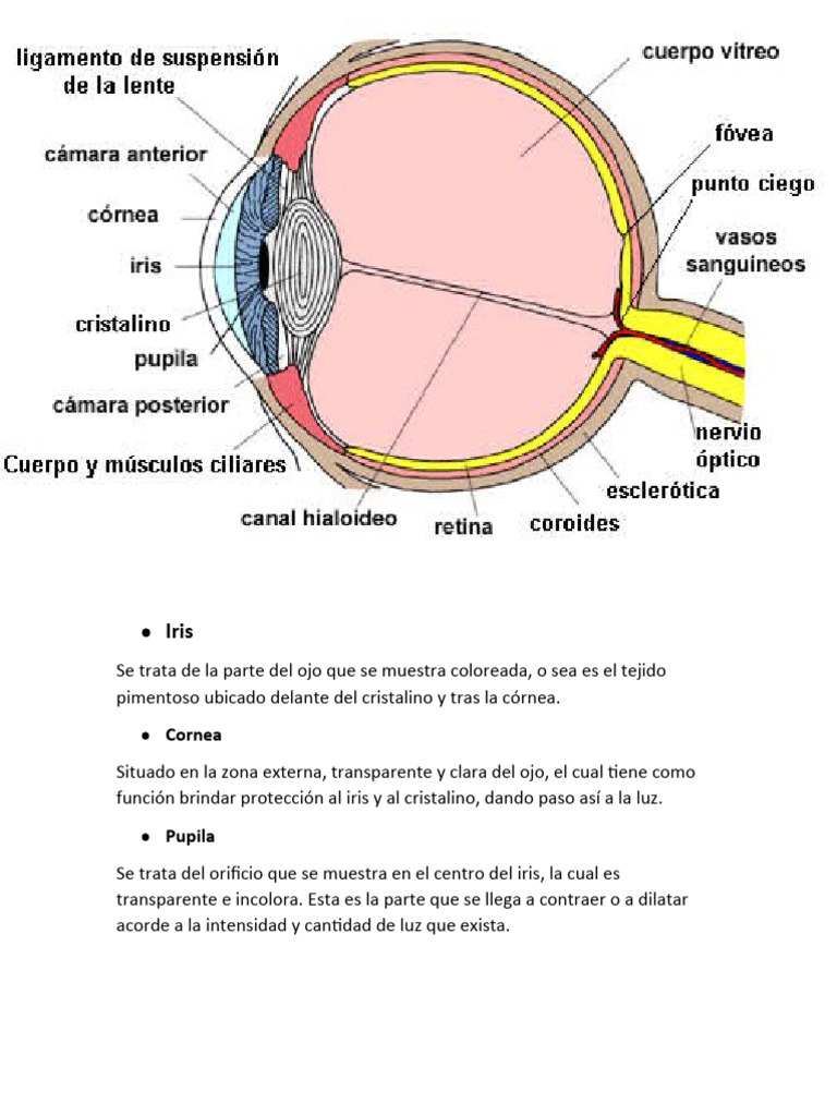 Esquema Aparato Visual | PDF | Ojo humano | Percepción visual