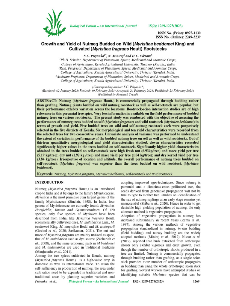 Nutmeg Growth on Myristica Beddomei Rootstock | PDF | Grafting | Trees