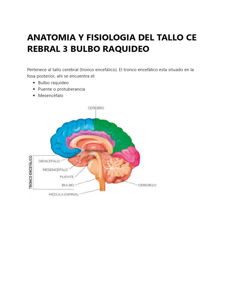 Anatomia y Fisiologia Del Tallo Cerebral 3 Bulbo Raquideo | PDF ...