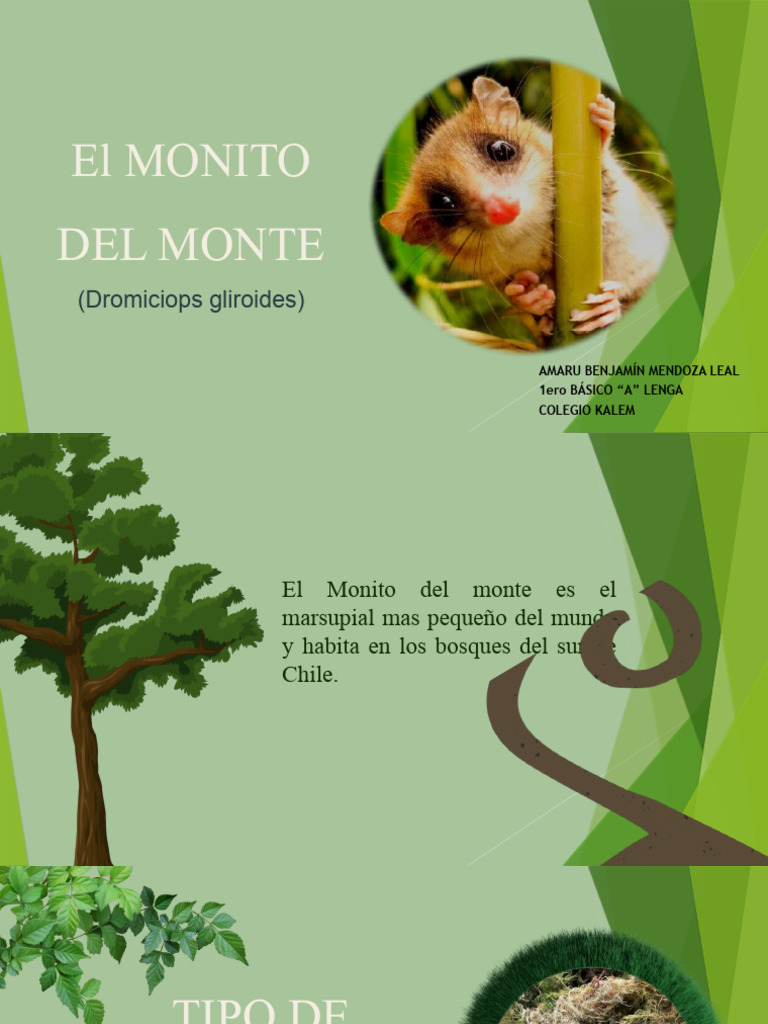 Presentación Del Monito Del Monte-Amaru Mendoza Leal | PDF