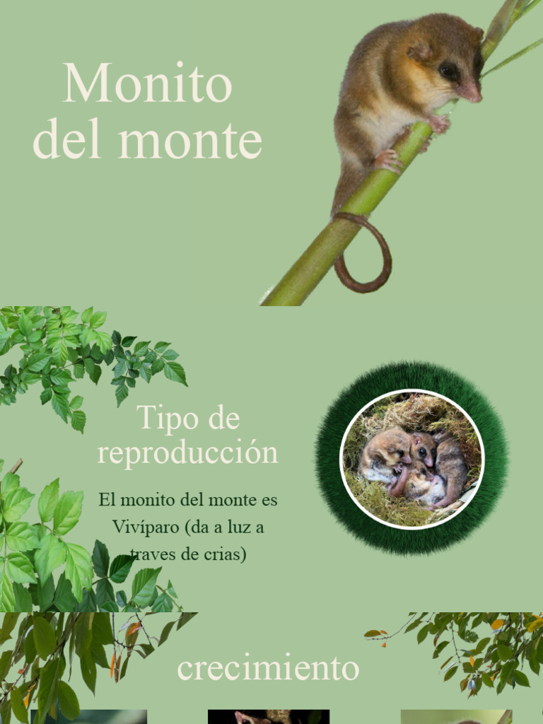 Monito Del Monte | PDF