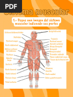Musculos de La Nuca | PDF | Anatomía humana | Sistema musculoesquelético