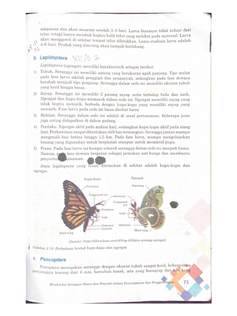 PP Lepidoptera | PDF
